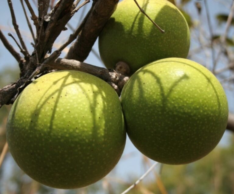 Hwema handirase (michero yemusango) | Nhetembo - Detembai Titandare